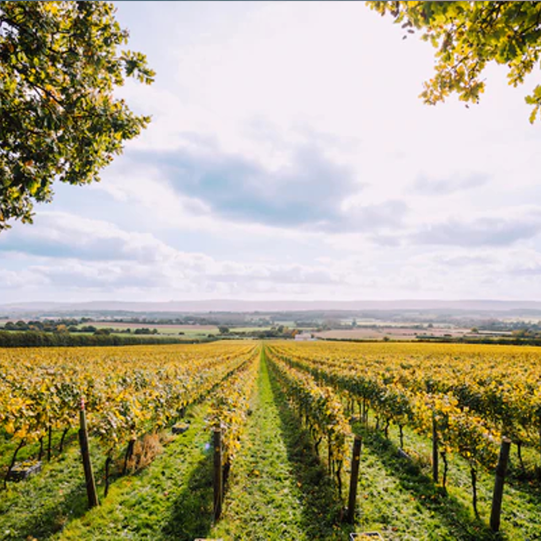 Buy Wine Online, The Oxford Cellar, Your Local Cellar, Claude Val Rose ...
